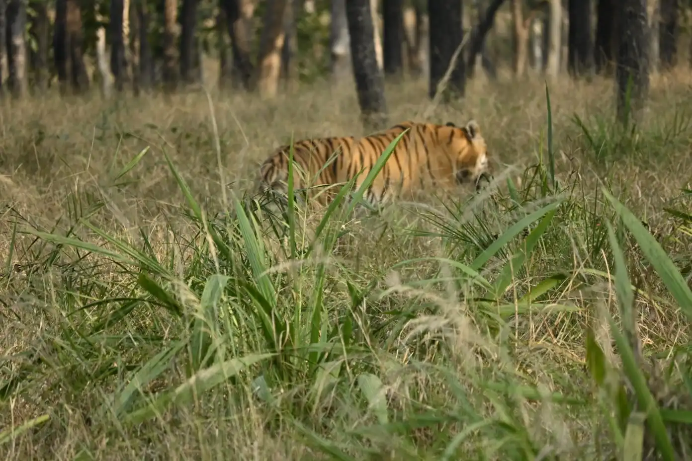 Tadoba Safari Booking Guide 2026